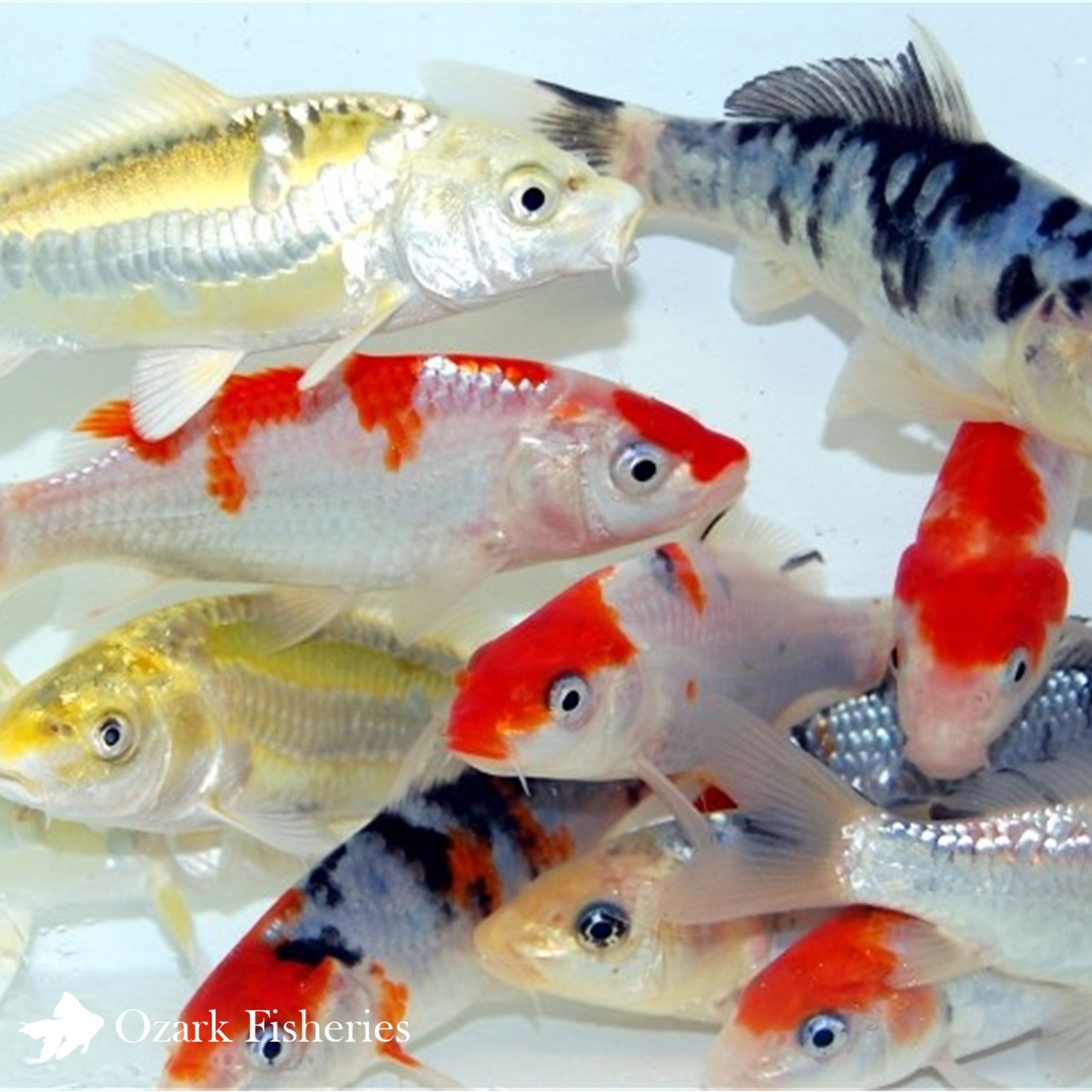 Koi Carp Fish Breeding