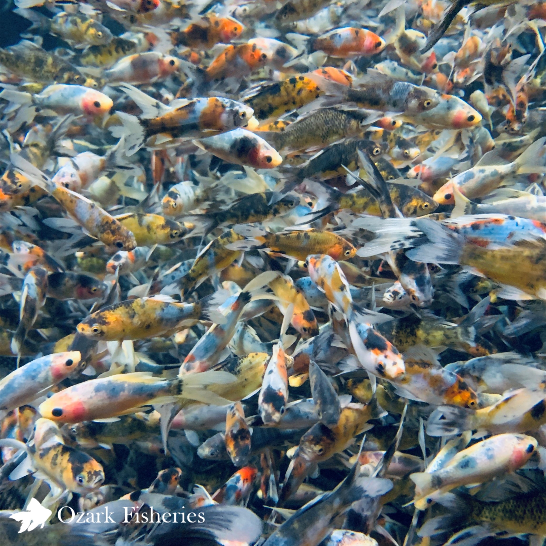 Blue Shubunkin Goldfish